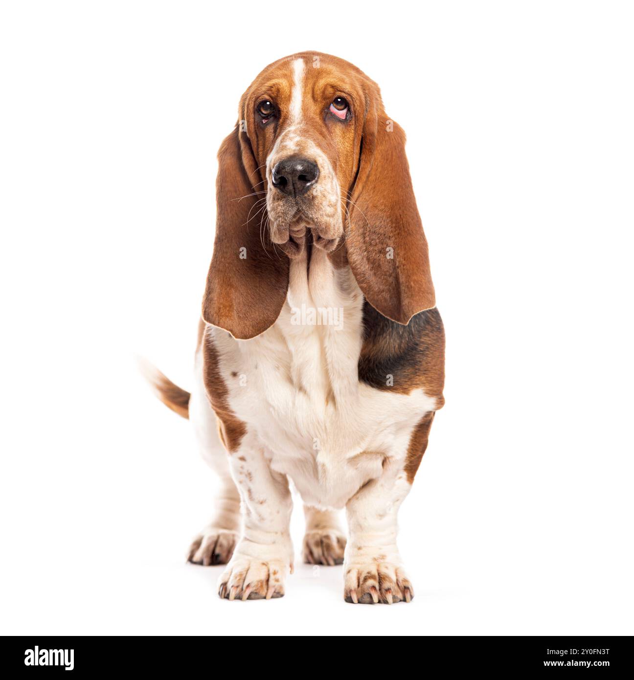 Basset hound standing and looking up with a sad expression on its face ...