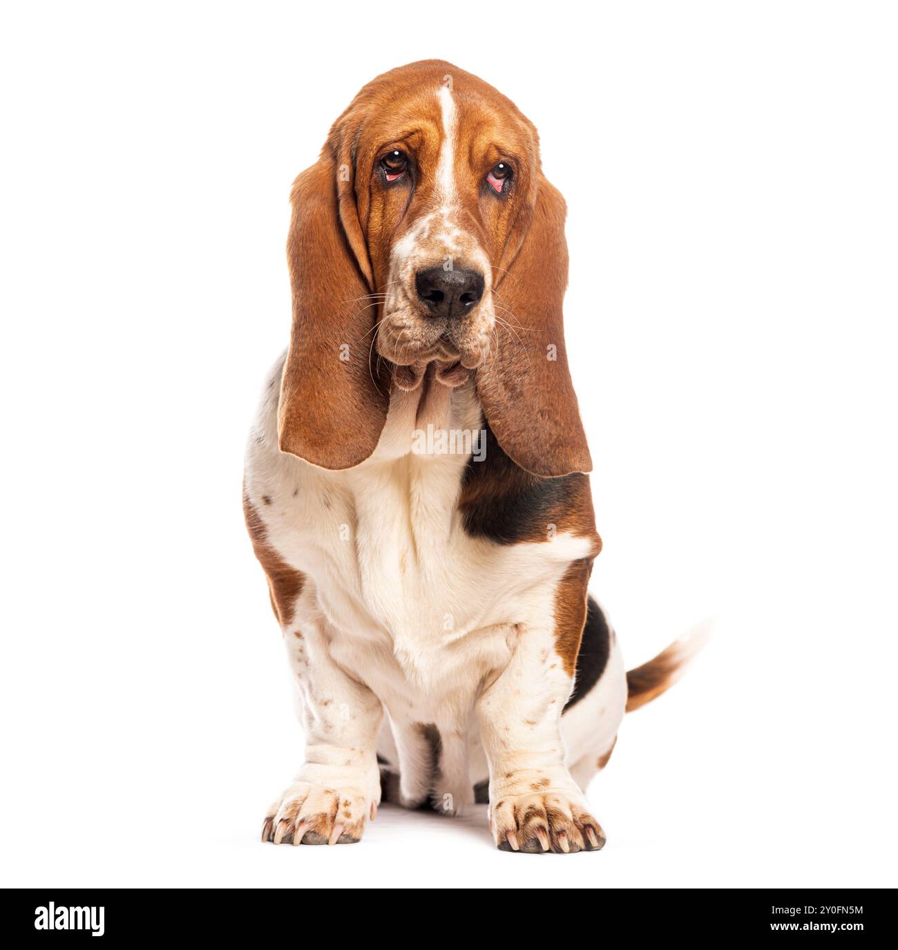 Sad basset hound sitting on the floor and looking at camera isolated on ...