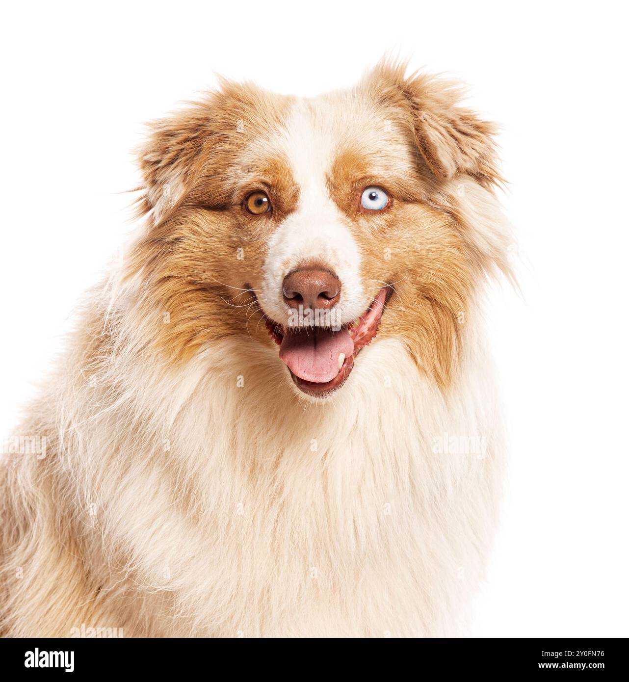Happy australian shepherd dog panting and looking satisfied with ...