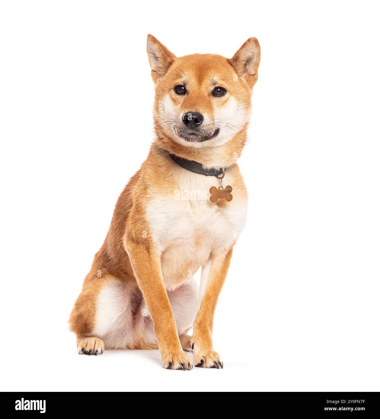 Vertical shot red shiba Cut Out Stock Images & Pictures - Alamy
