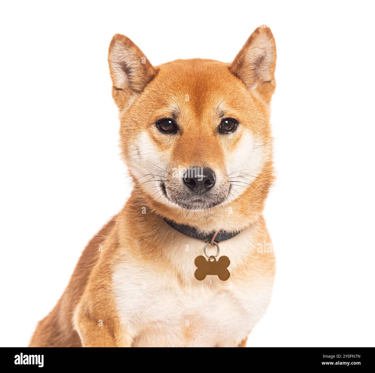 Shiba inu dog wearing a collar with bone shaped tag, looking forward ...