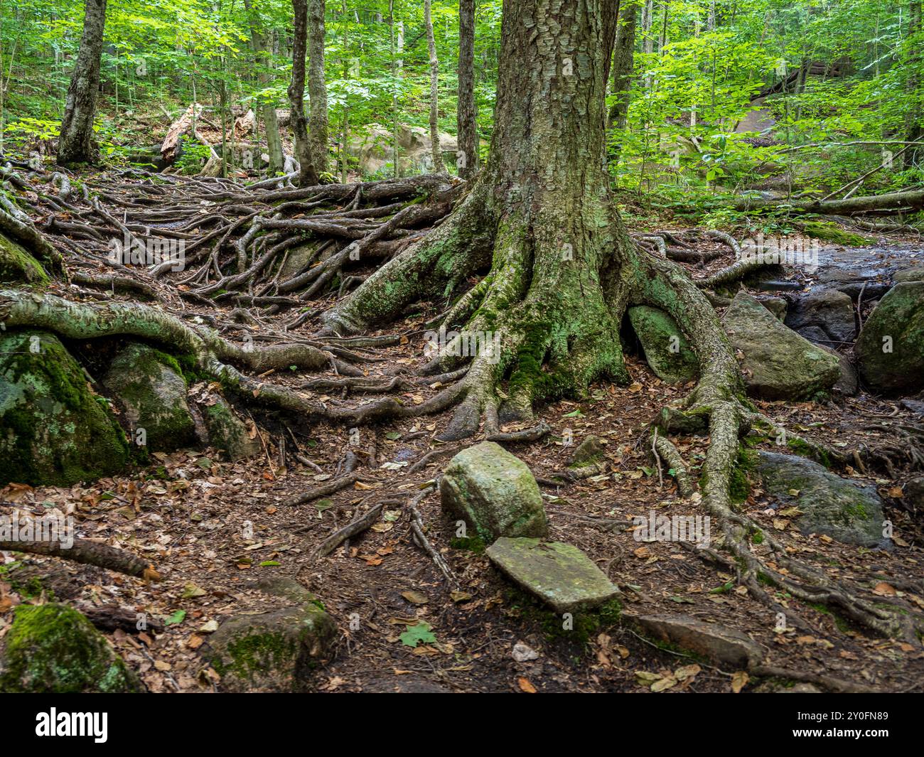 Witness the resilience of nature with these remarkable pine tree roots ...