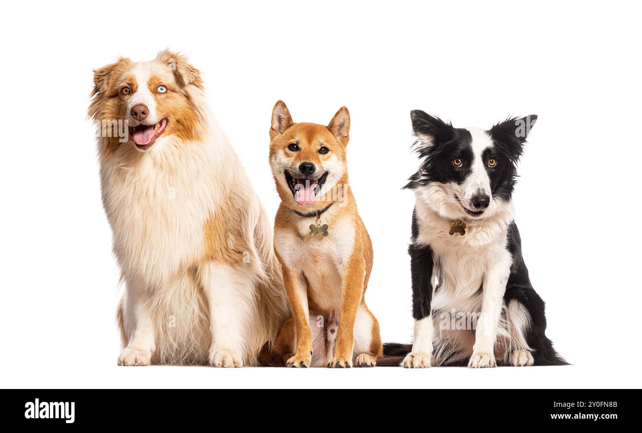 Three dogs of different breeds are sitting and panting on white ...