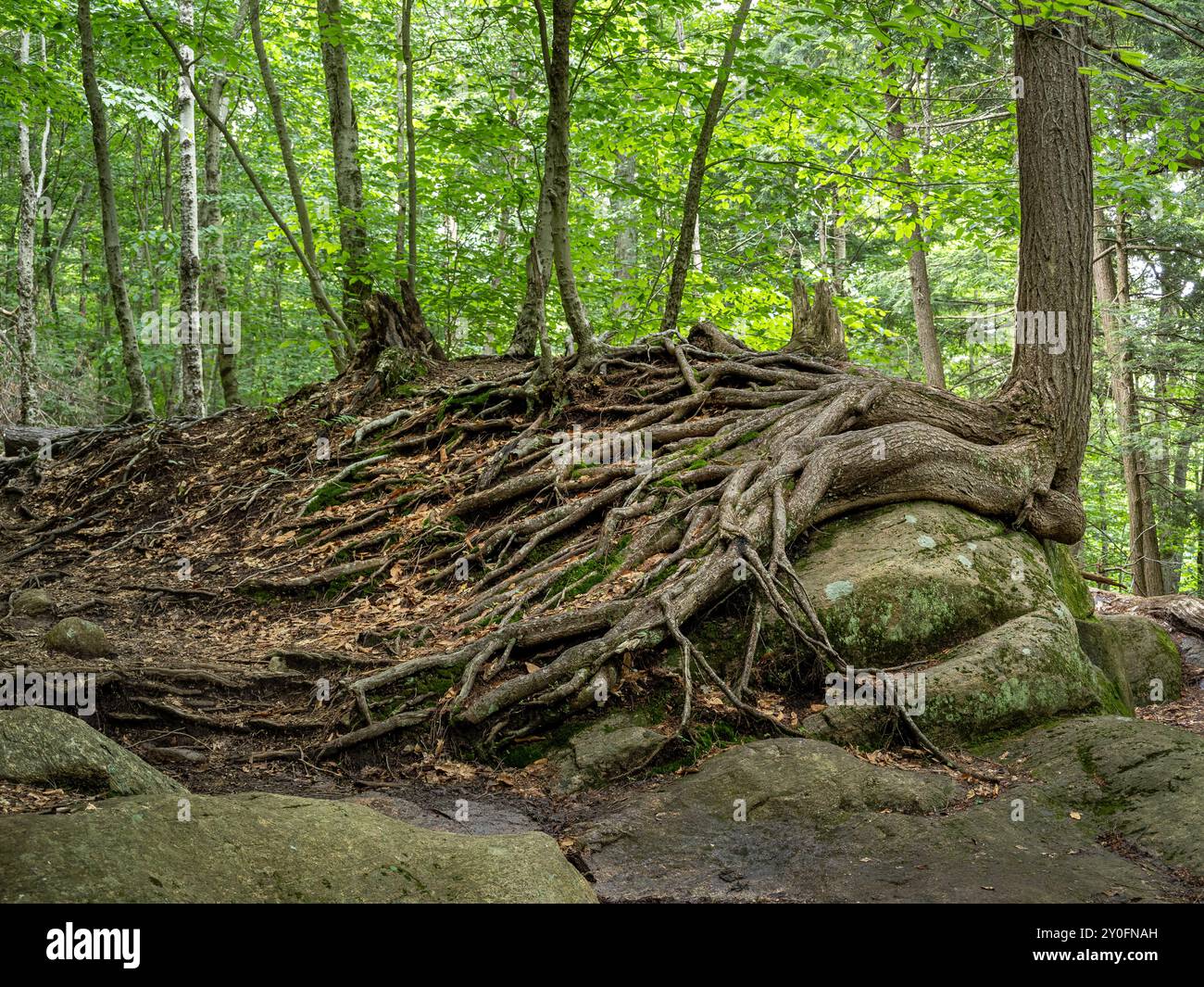 Witness the resilience of nature with these remarkable pine tree roots ...