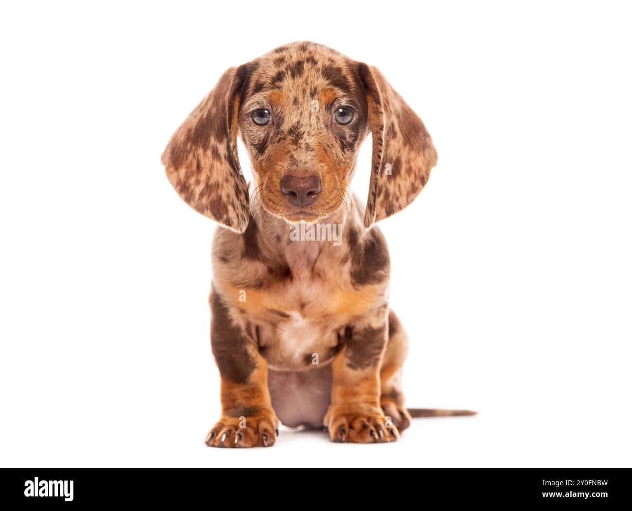 Brown and tan dapple dachshund puppy is sitting and looking forward on ...