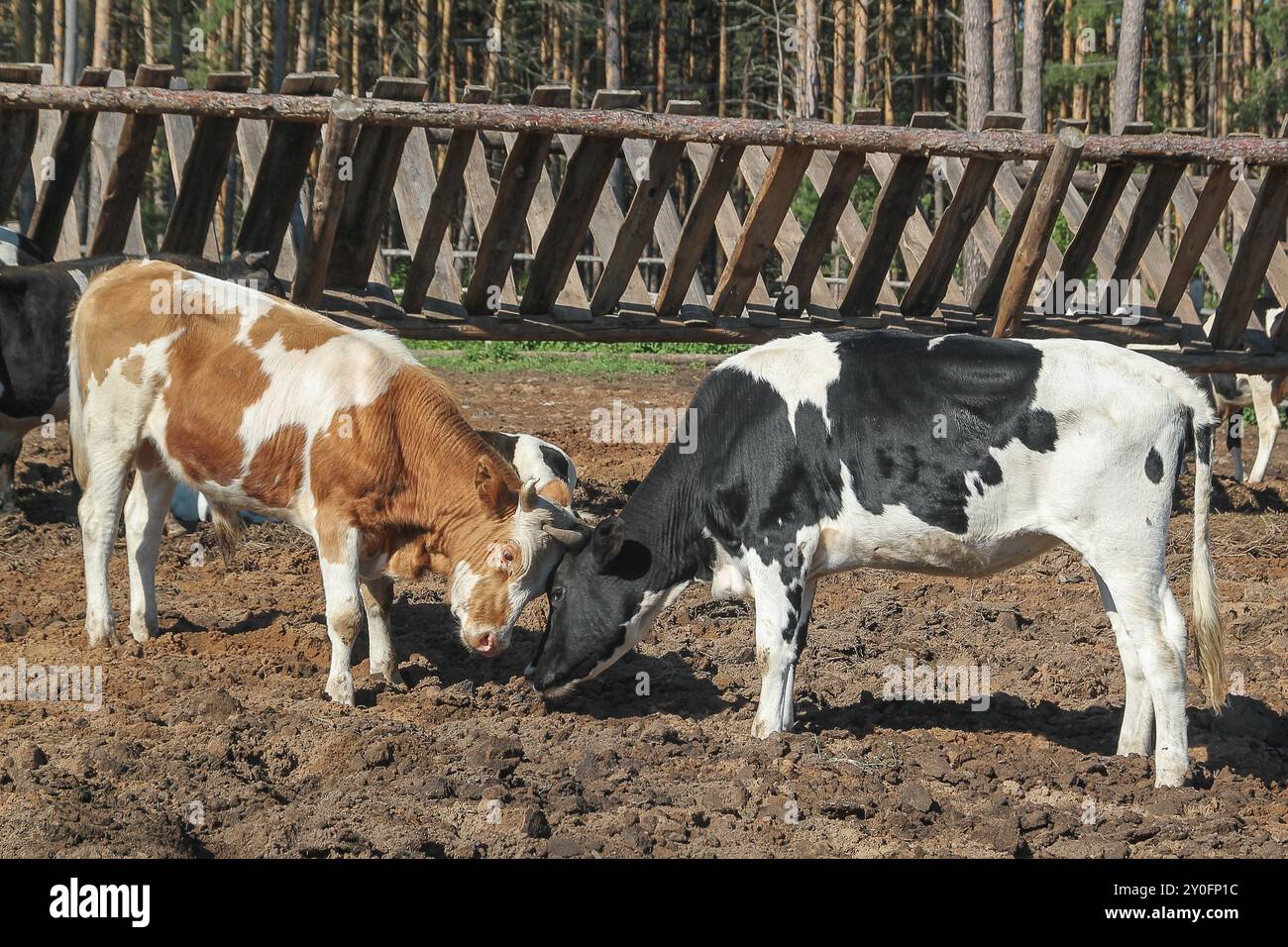Brown and black-white cows at village near fence - Russian countryside Stock Photo - Alamy