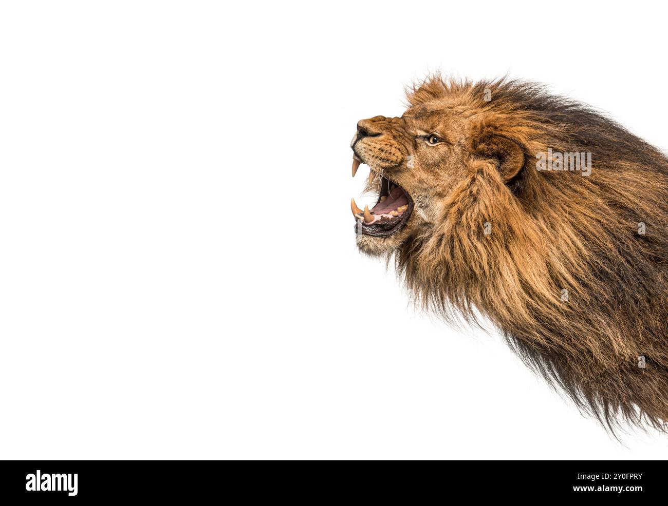 Head shot of a furious Lion roaring, Panthera Leo, isolated on white ...