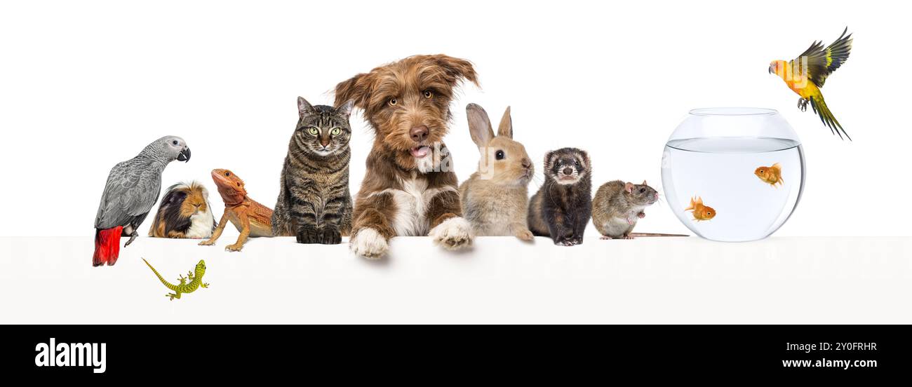 Group of pets leaning together on a empty web banner to place text ...