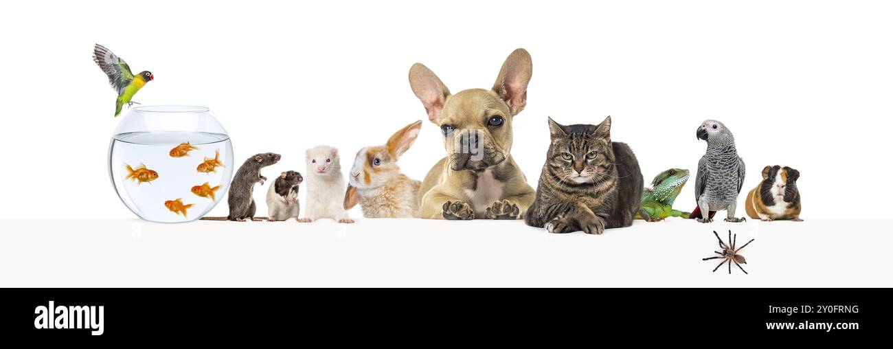 Group of pets leaning together on a empty web banner to place text. Cat ...