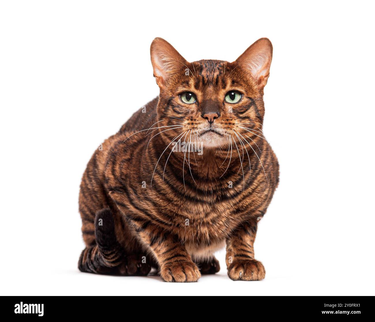Brown tabby toyger cat with green eyes sitting on white background ...