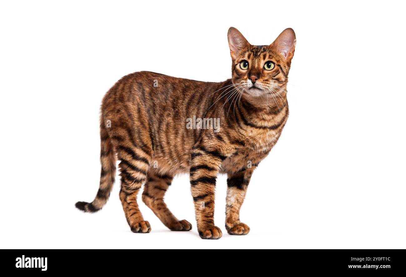 Curious toyger cat standing on a white background, looking up with an ...