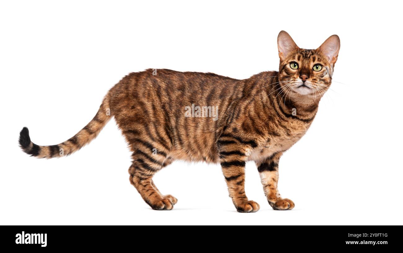Toyger cat standing and looking away on white background Stock Photo ...