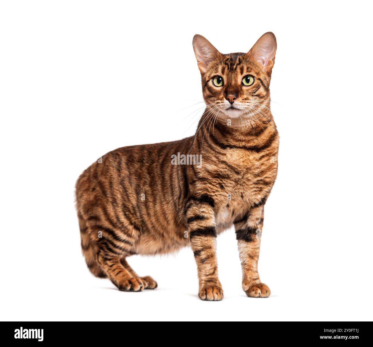 Curious toyger cat standing and looking away from camera on white ...