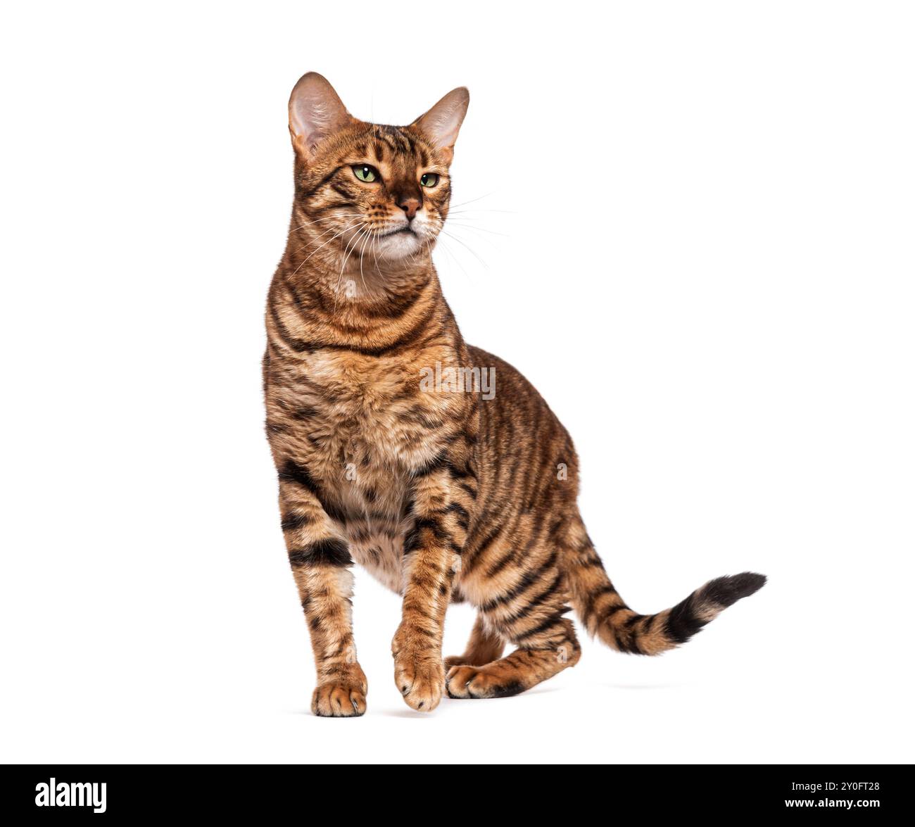 Curious toyger cat standing and looking away from camera isolated on a ...