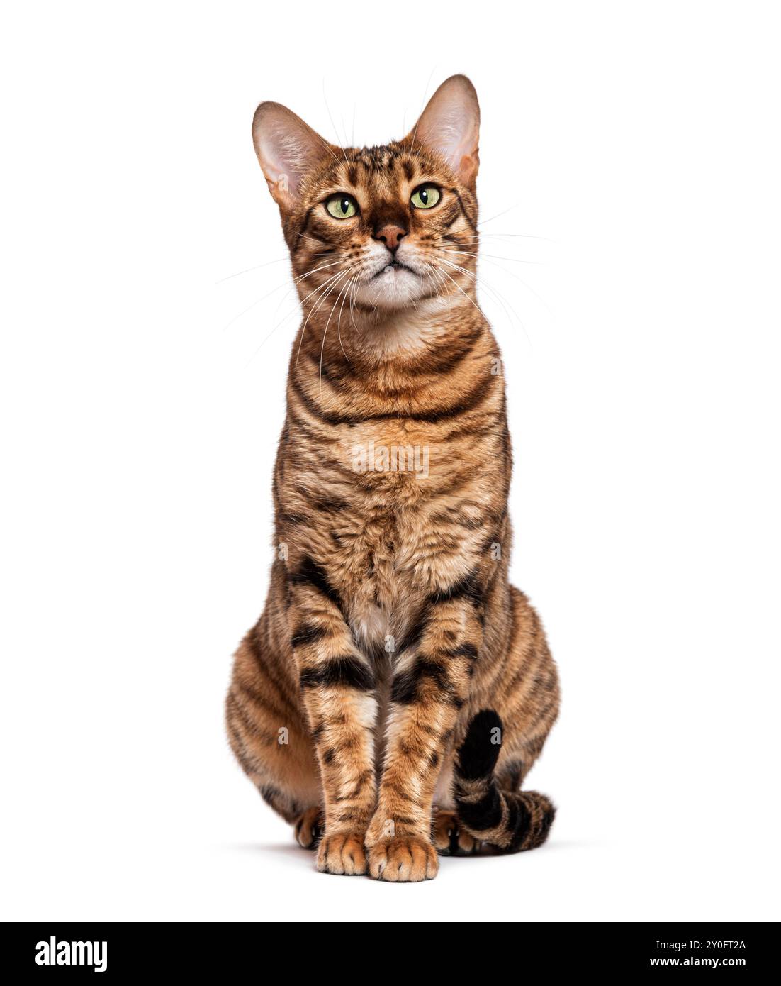 Toyger cat sitting and looking up with interest, isolated on white ...