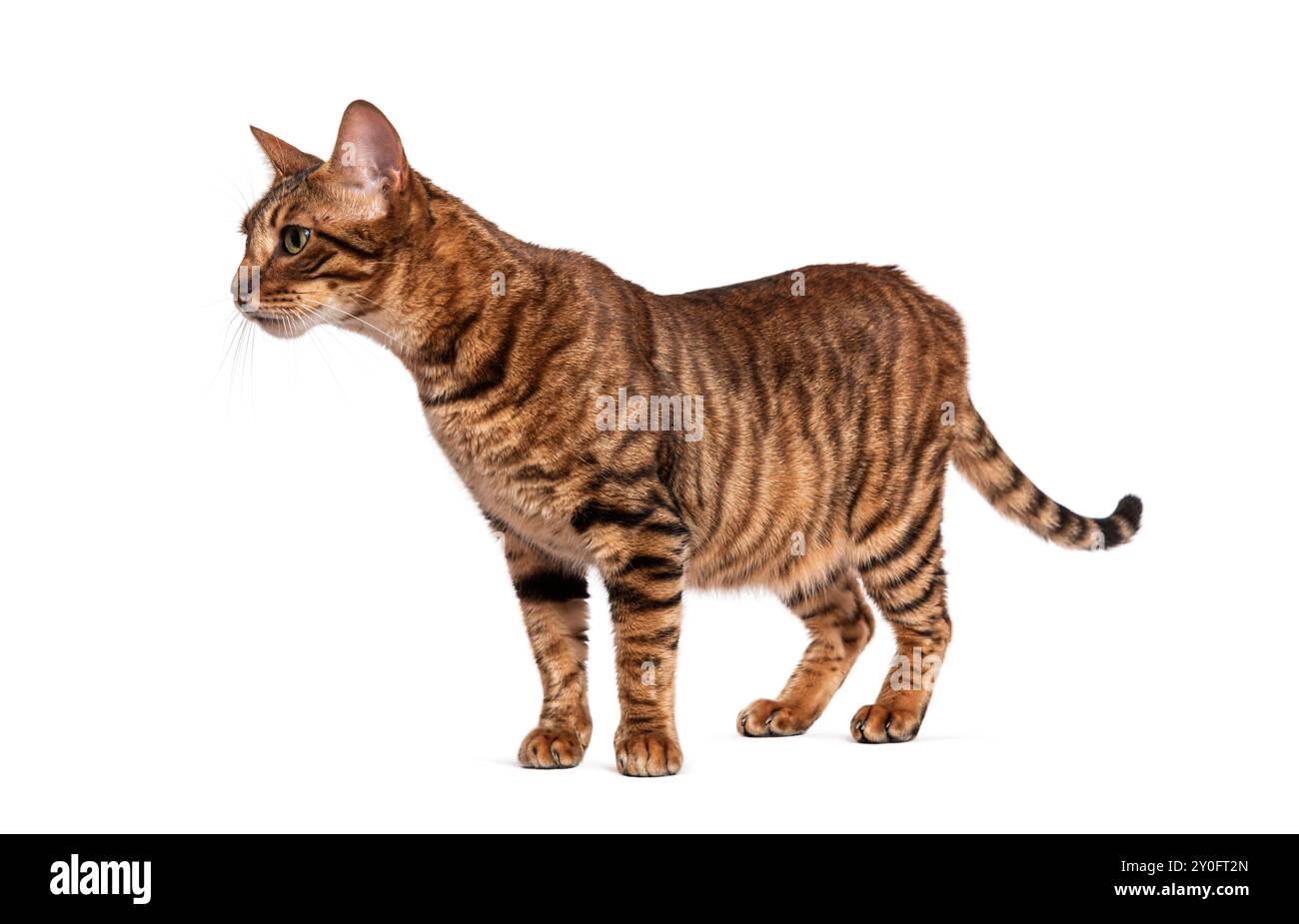 Toyger cat standing with its body slightly turned and looking intently ...