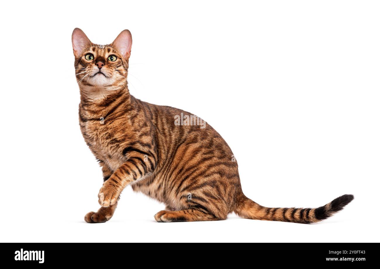 Curious toyger cat sitting and looking up with interest, isolated on ...