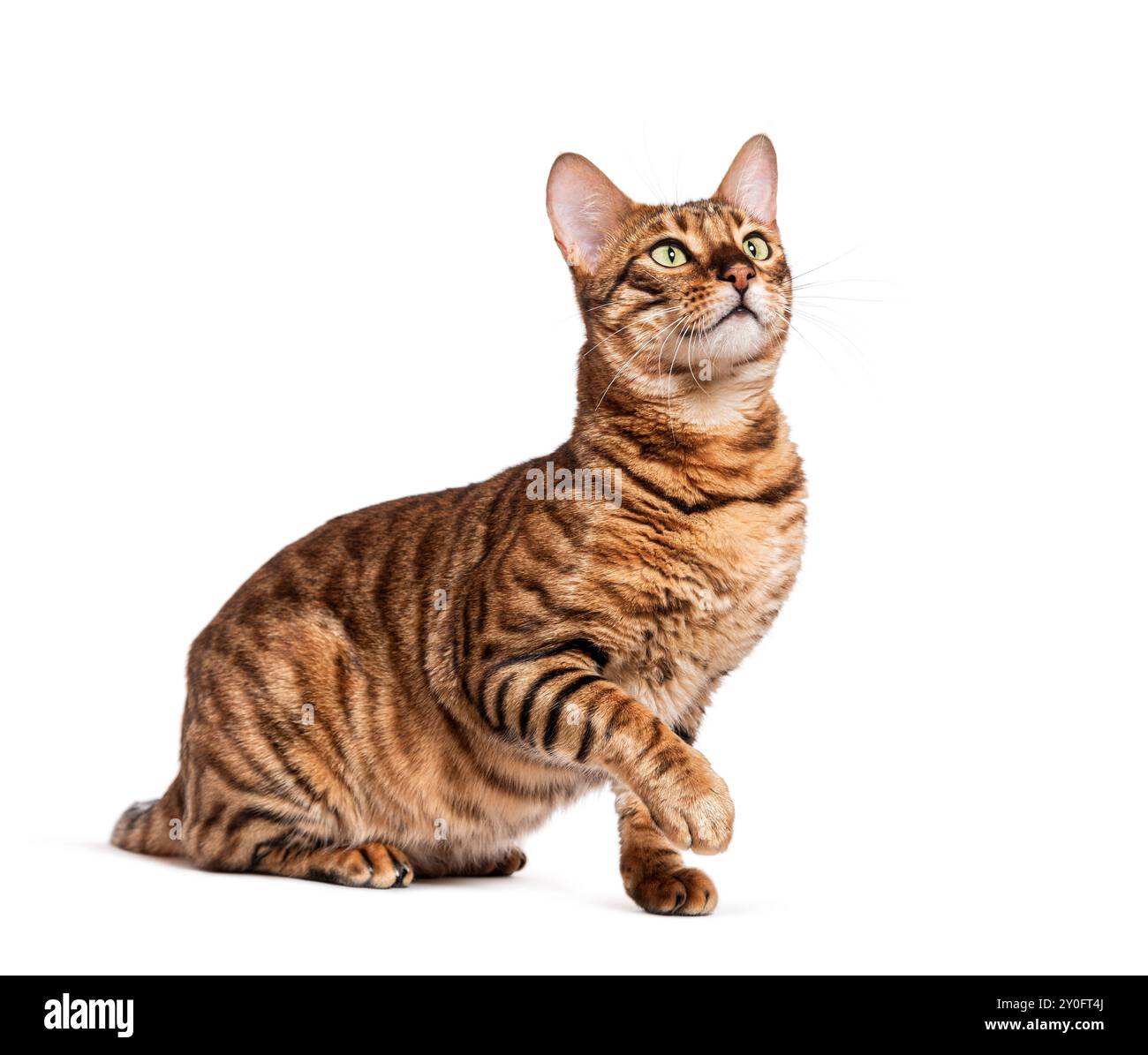 Toyger cat sitting and looking up with a raised paw on a white ...