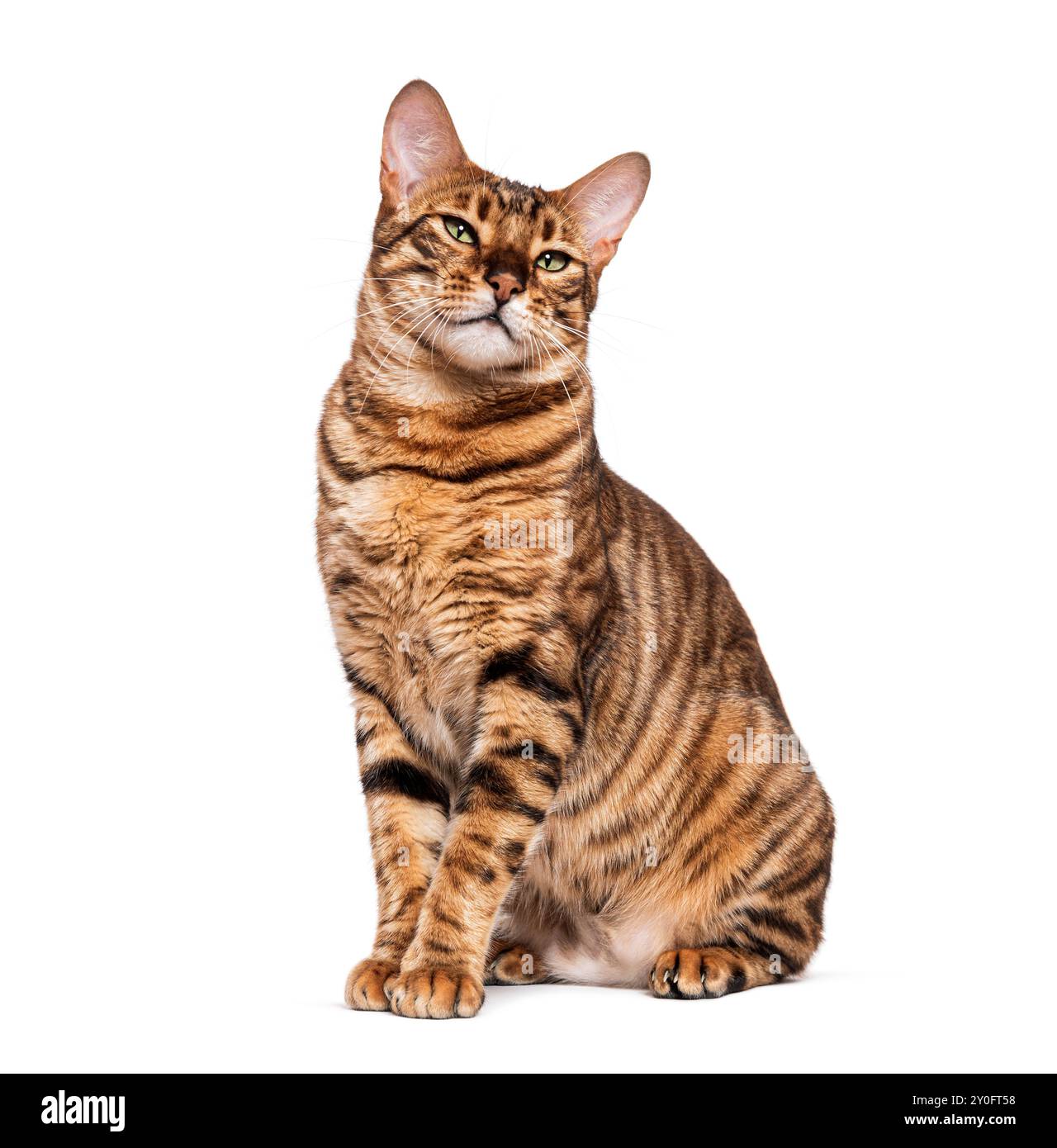 Toyger cat sitting and looking up curiously on white background Stock ...
