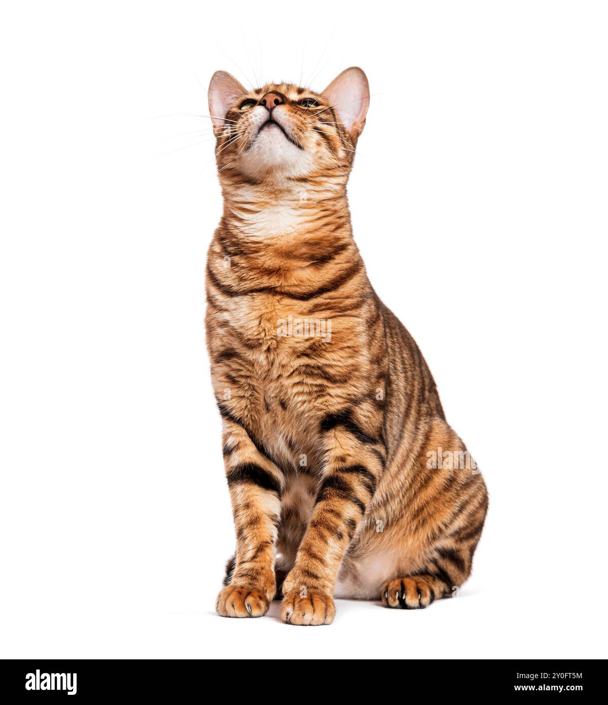 Toyger cat sitting and looking up isolated on white background Stock ...