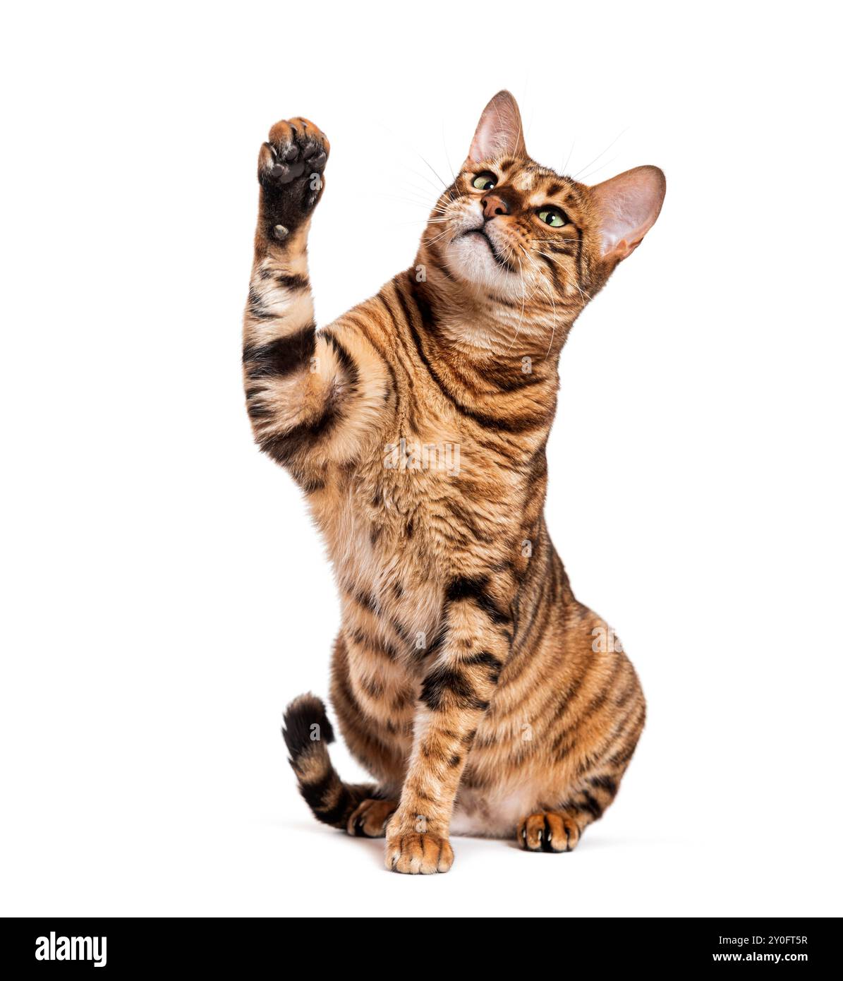 Playful toyger cat sitting and raising paw on white background Stock ...