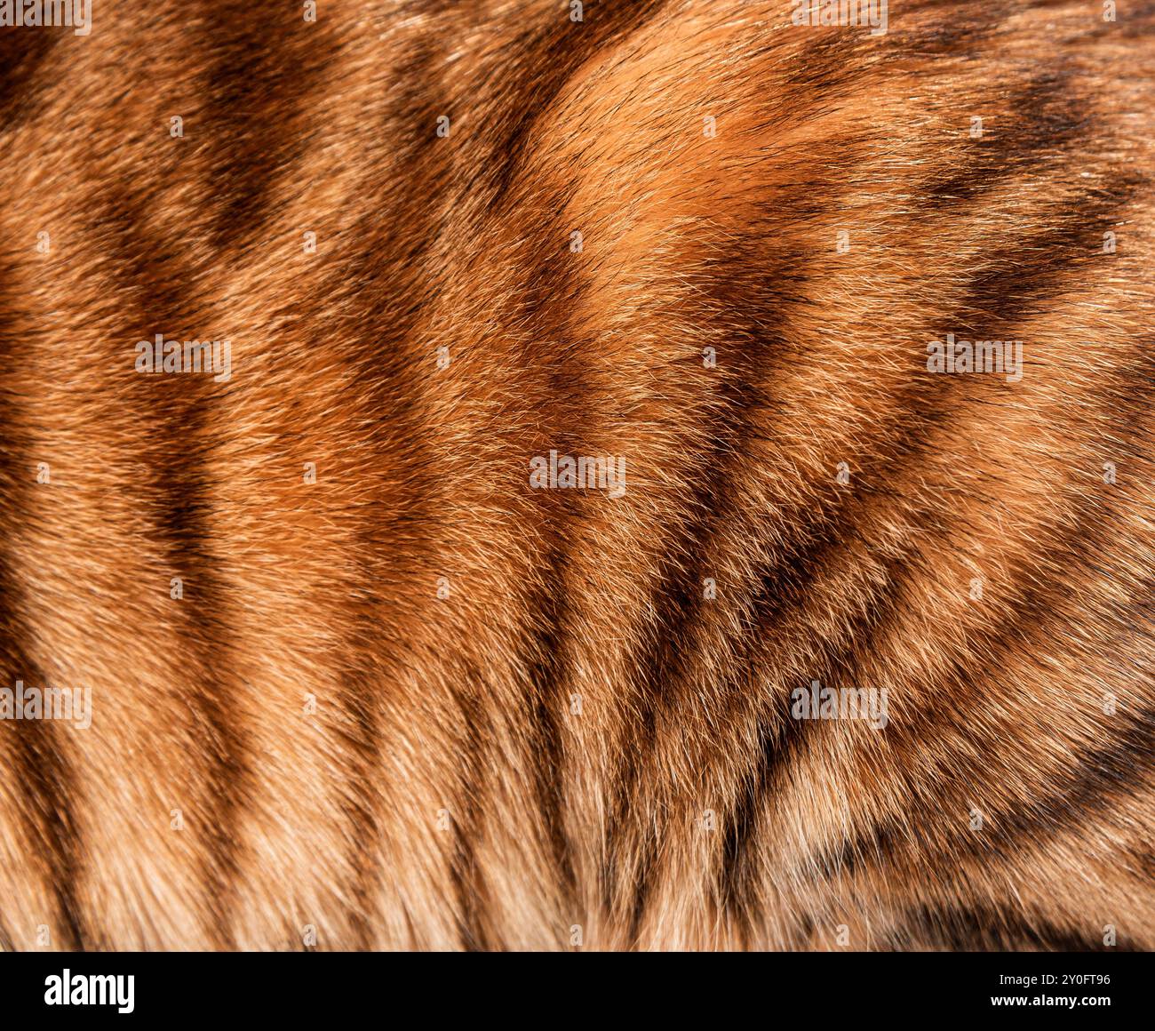 Close up of real Toyger cat fur showing the texture and pattern of the ...