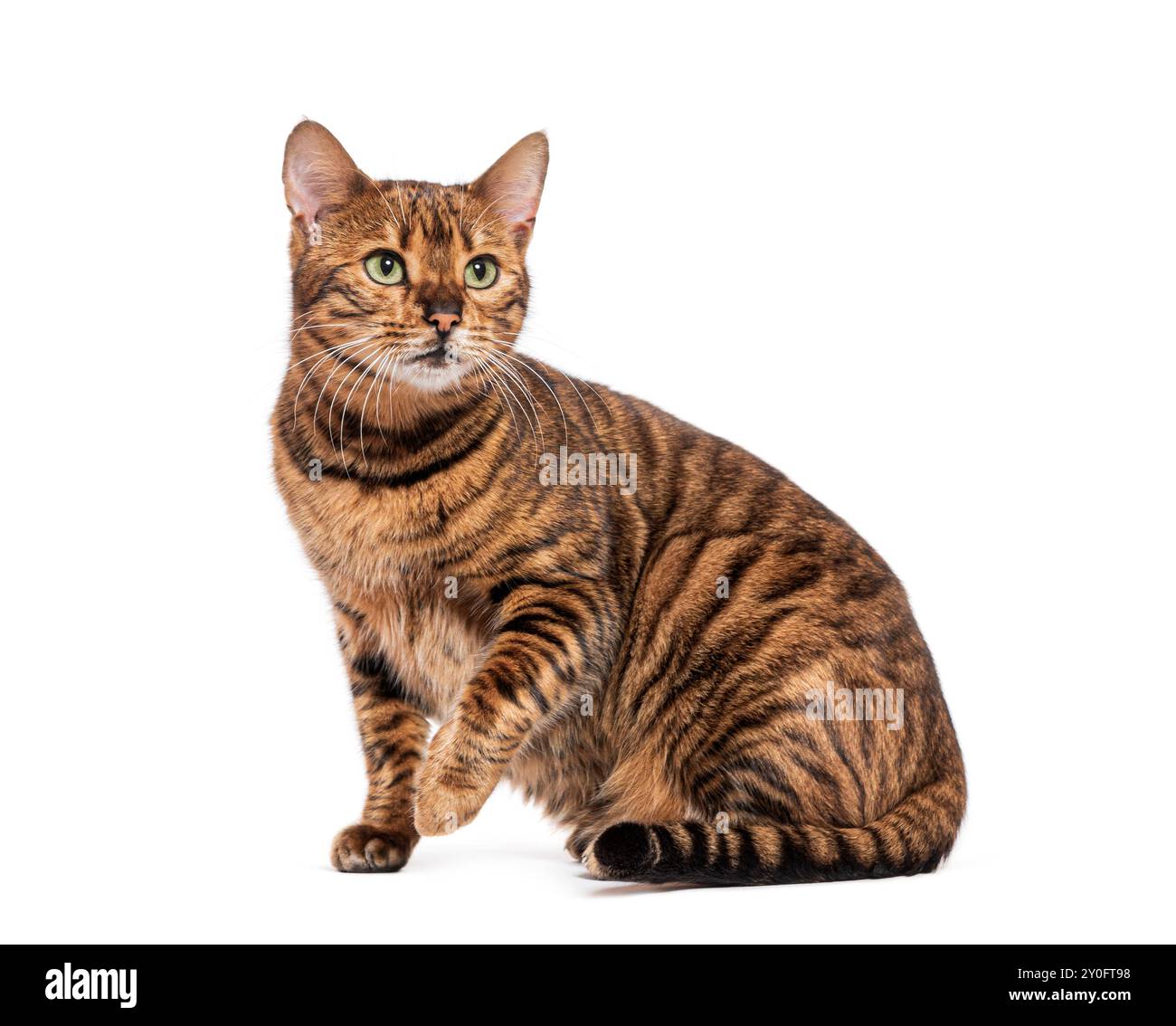 Toyger cat sitting and looking up on white background Stock Photo - Alamy