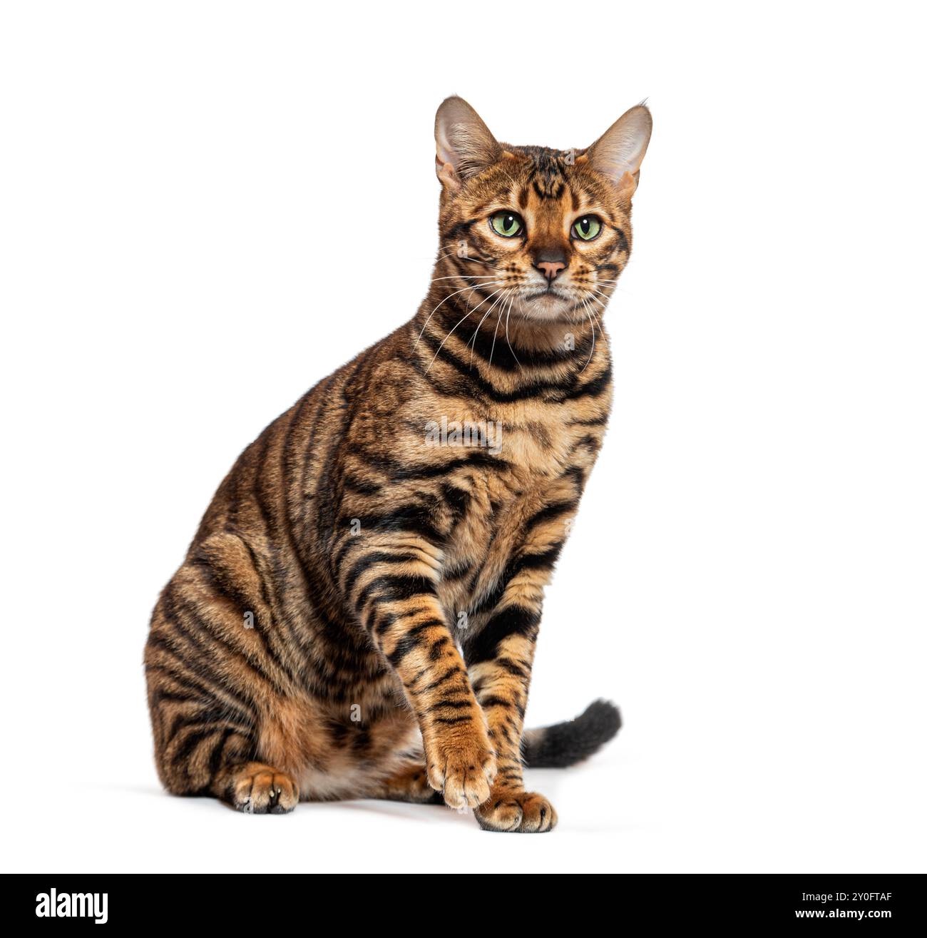 Toyger cat with beautiful green eyes sitting on white background Stock ...