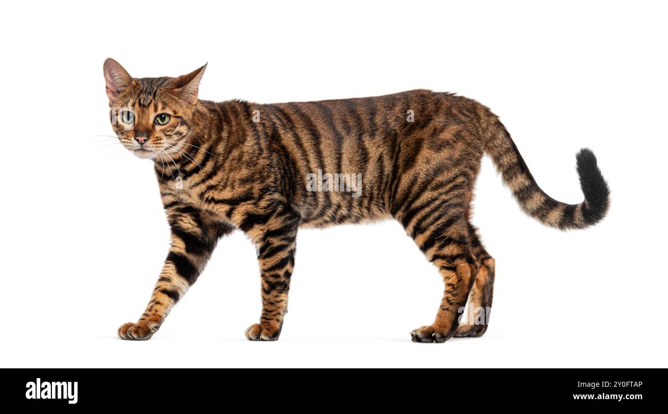Toyger cat with distinctive markings walking on a white background ...