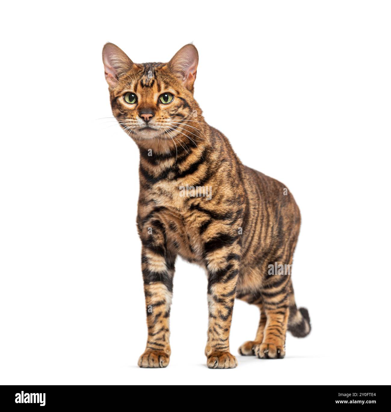 Toyger cat standing on a white background and looking away from the ...