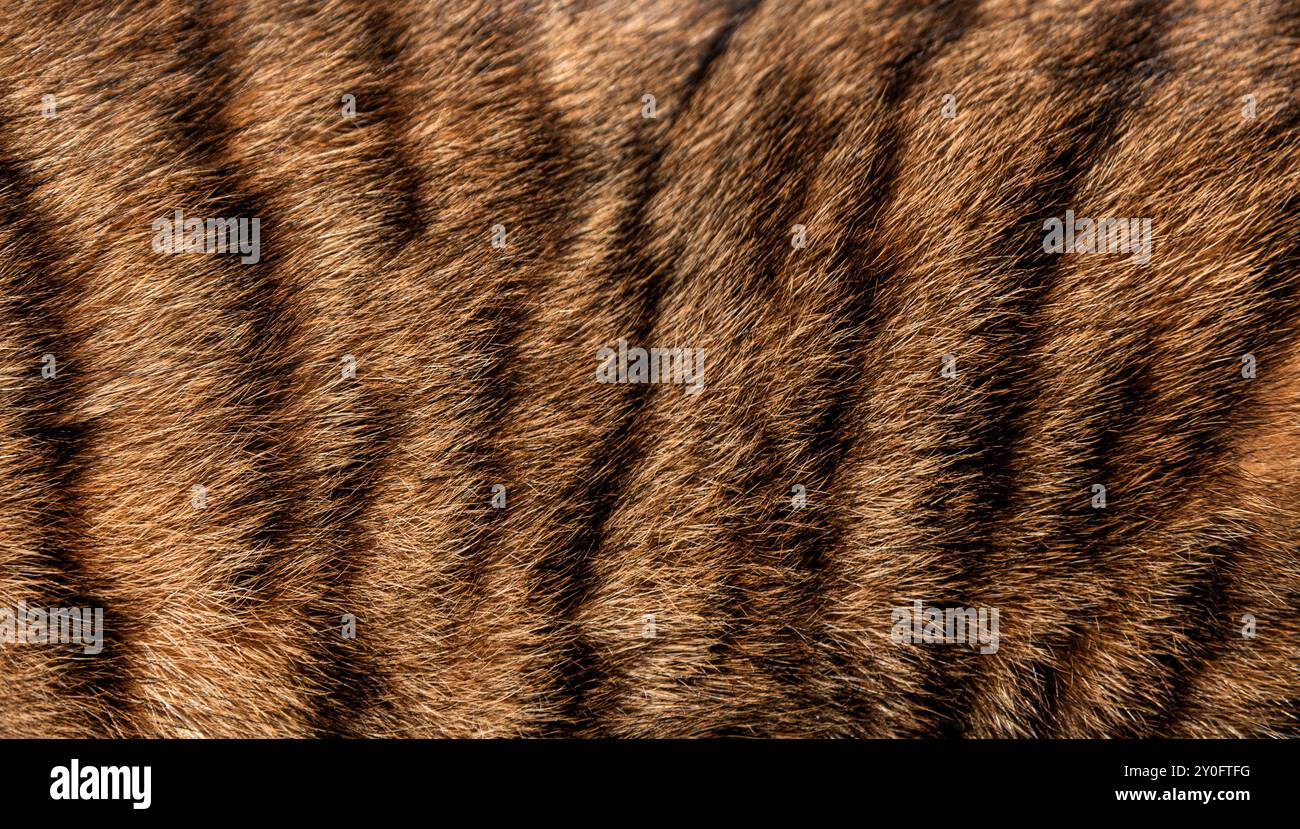 Black cat striped texture hi-res stock photography and images - Alamy