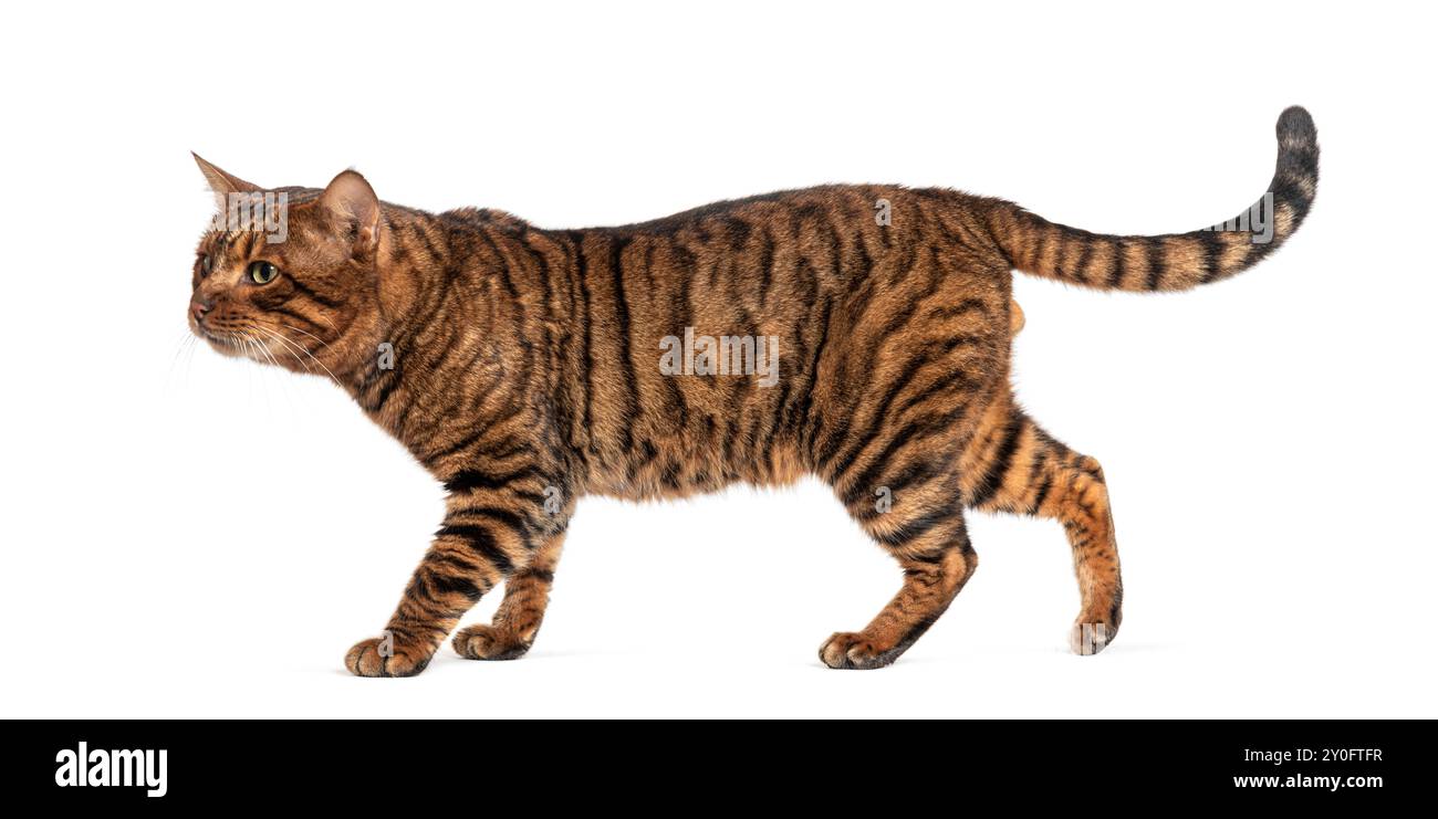 Orange cat walking on Cut Out Stock Images & Pictures - Alamy