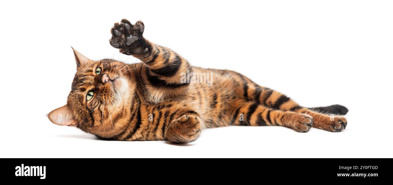 Toyger cat playing on white background is raising its paw to catch ...
