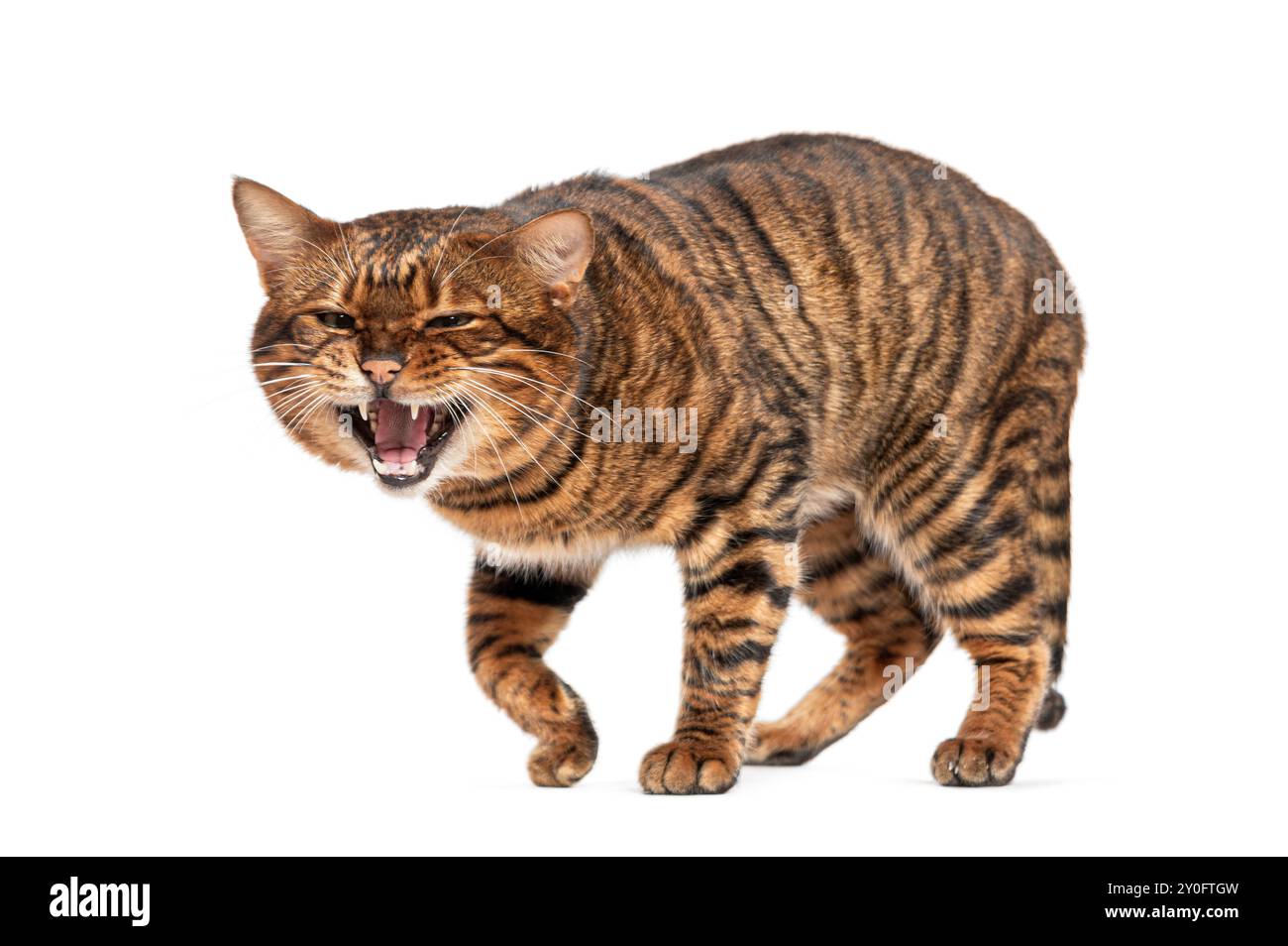 Wildlife observer Cut Out Stock Images & Pictures - Alamy