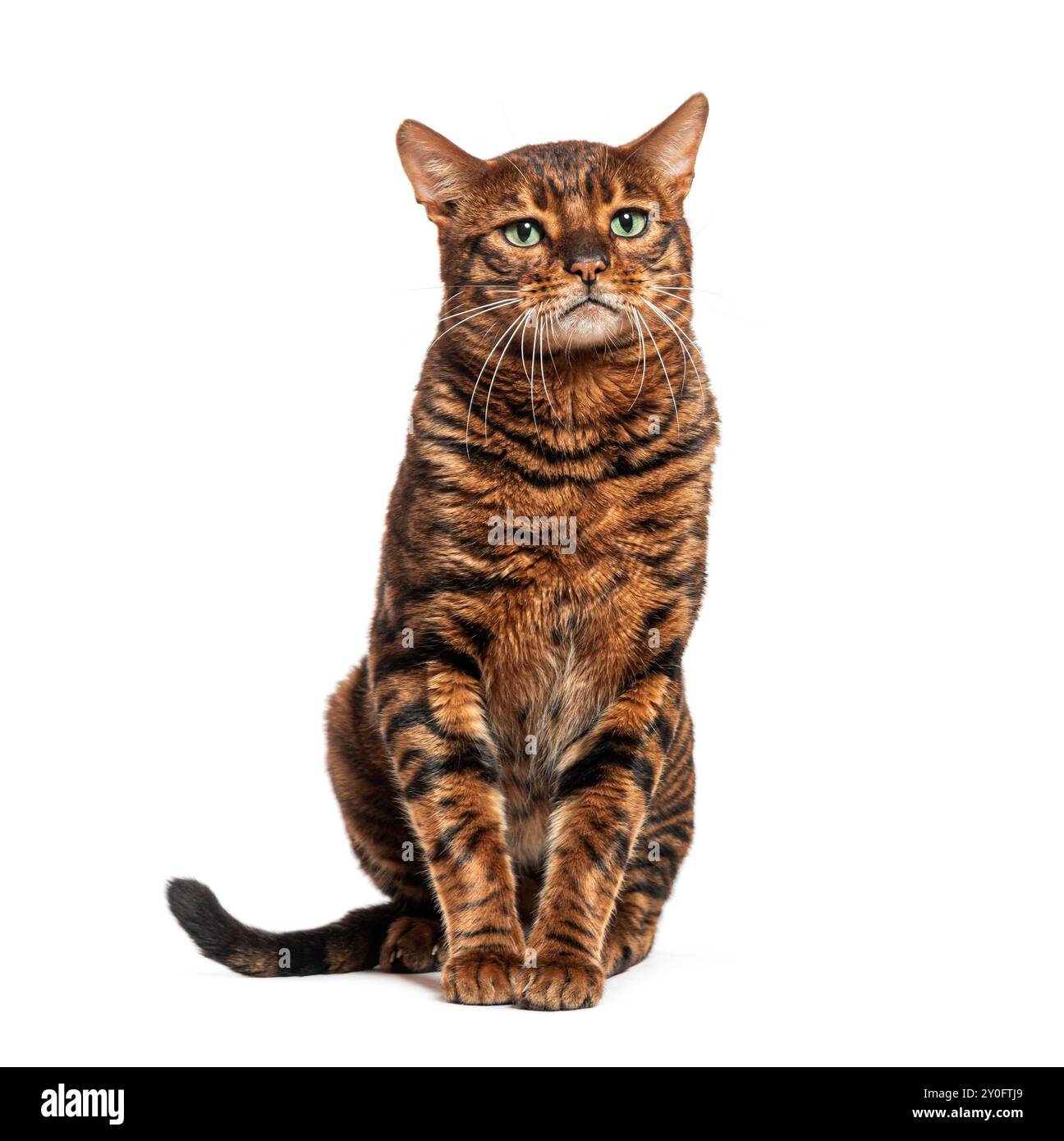 Toyger cat sitting and looking up with a serious expression on a white ...