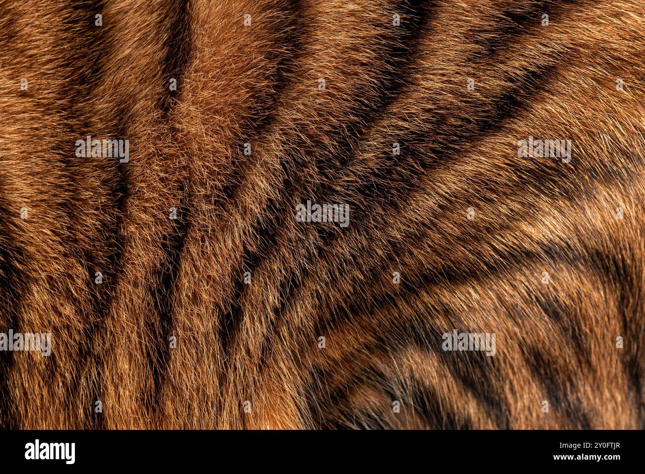 Close up of real Toyger cat fur showing the texture and pattern of the ...