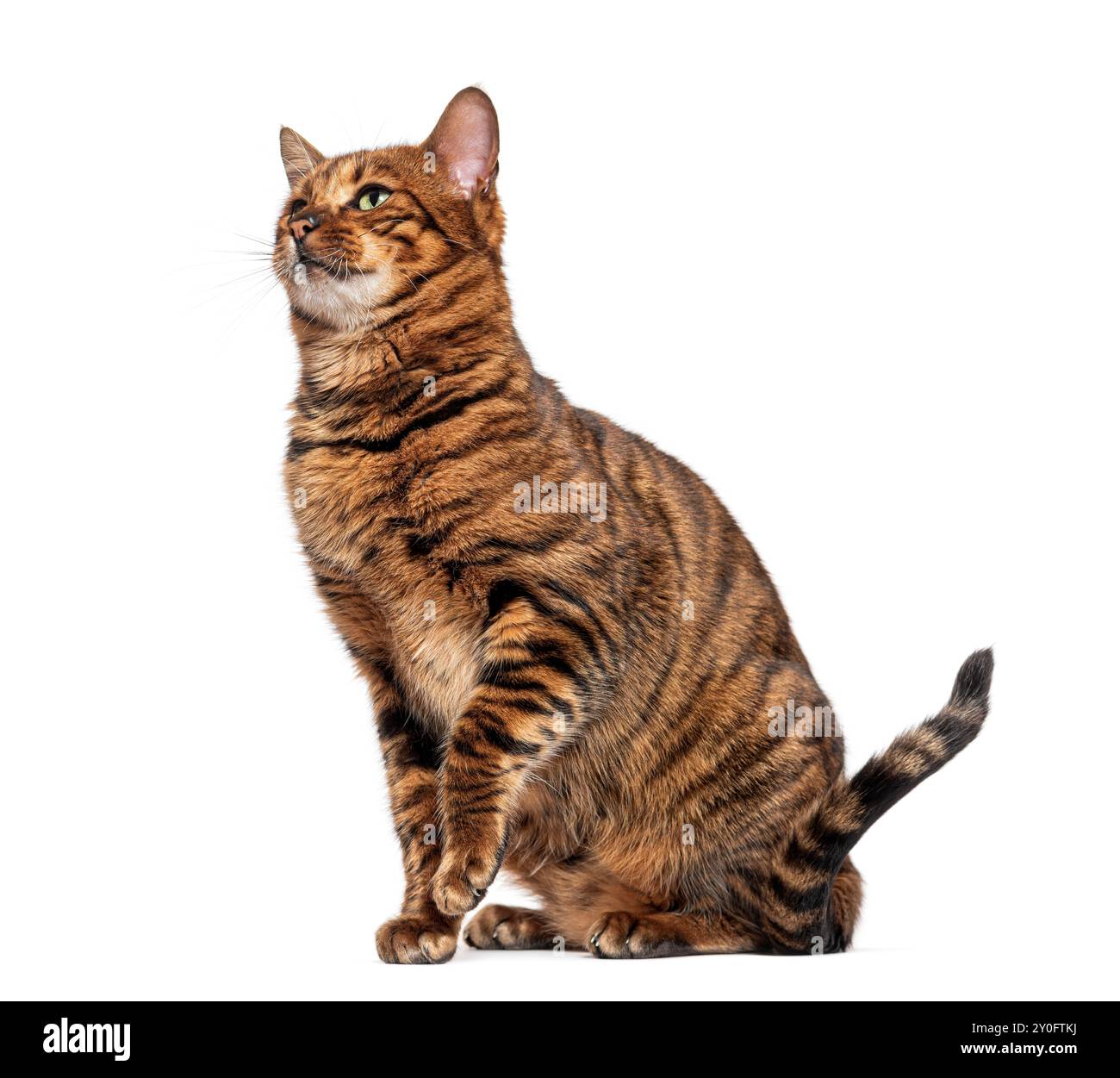 Toyger cat sitting and looking up with interest on white background ...