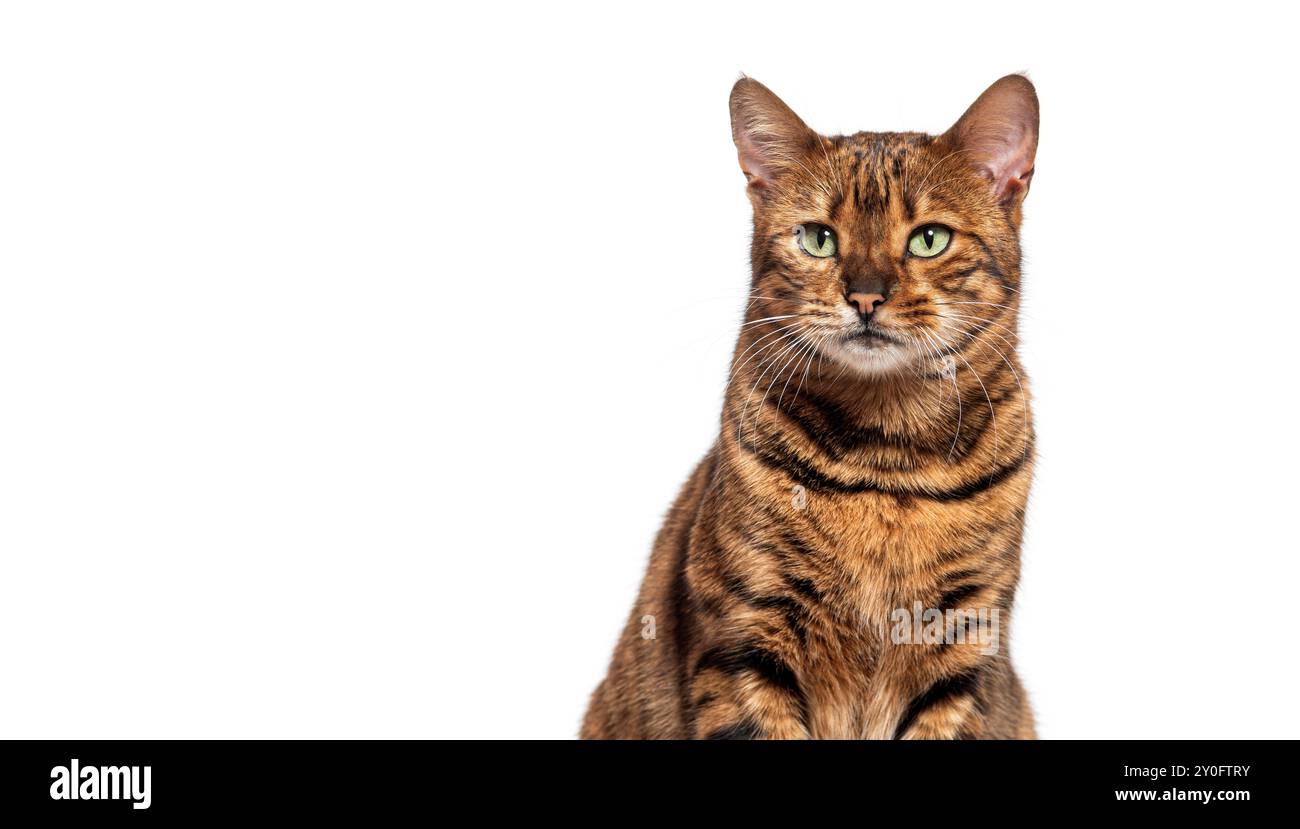 Toyger cat sitting and looking with its green eyes on a white ...