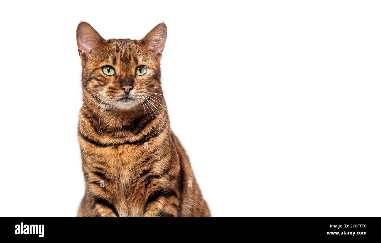 Toyger cat sitting and looking at white background Stock Photo - Alamy