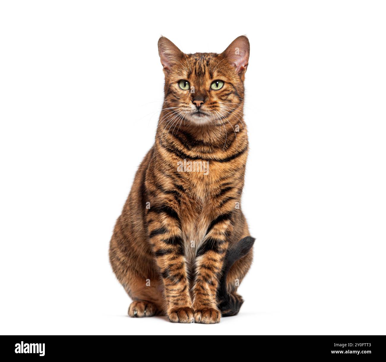 Toyger cat with brown striped fur sitting on white background Stock ...