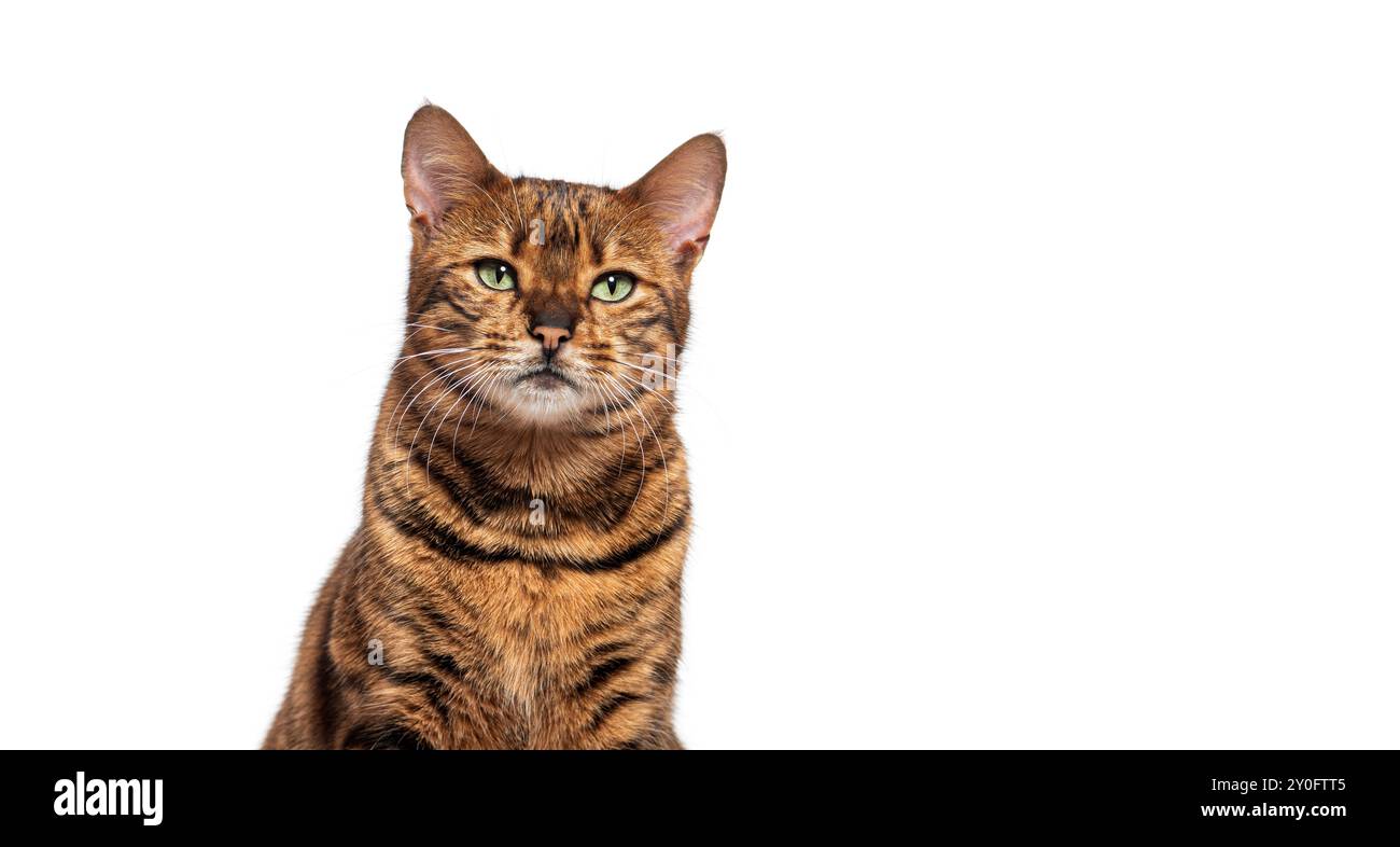 Toyger cat with beautiful markings sitting and looking attentive on a ...