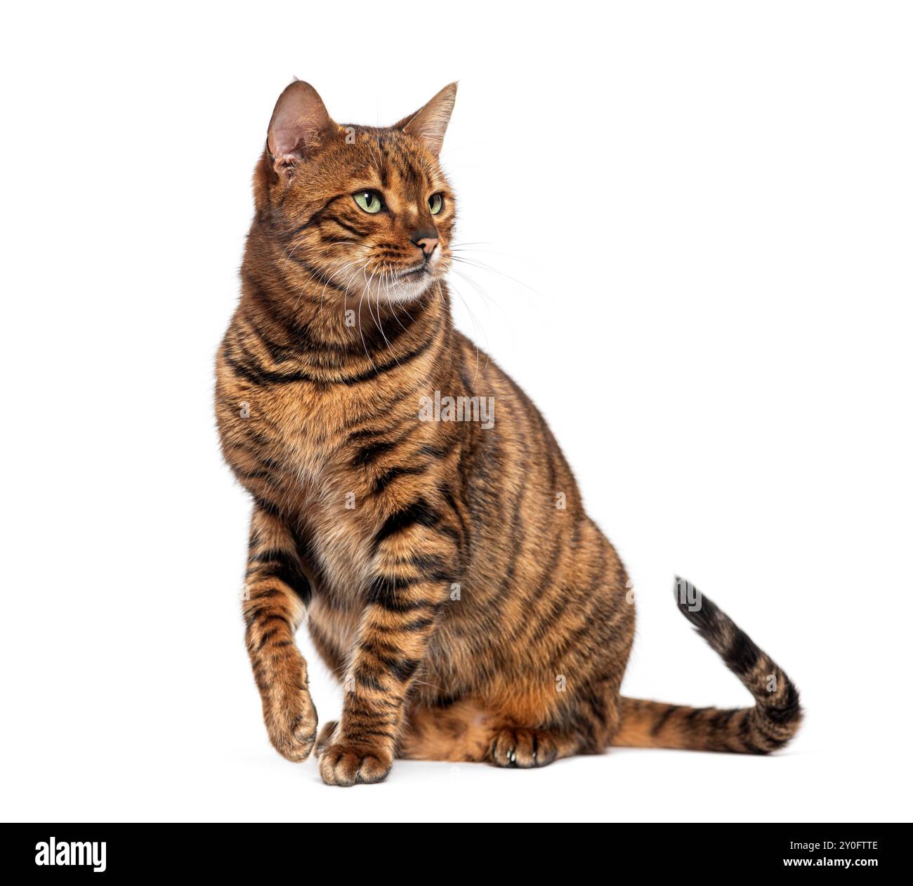 Toyger cat sitting and raising paw, looking away on a white background ...