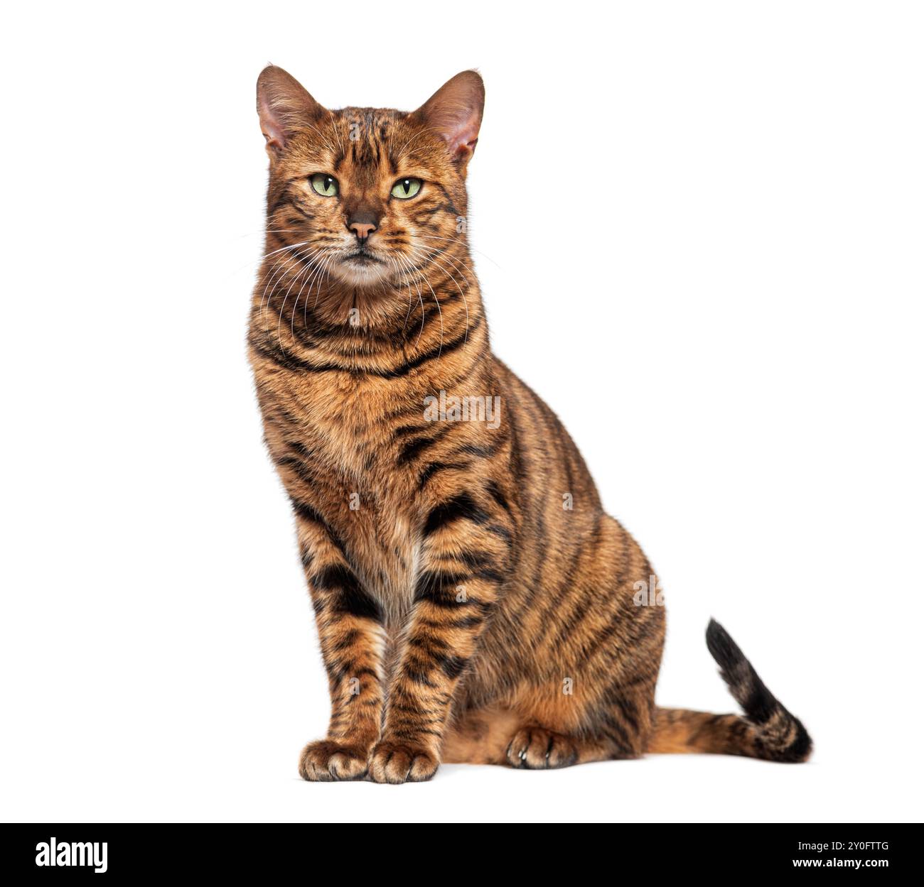 Striped toyger cat sitting and looking at camera, isolated on white ...