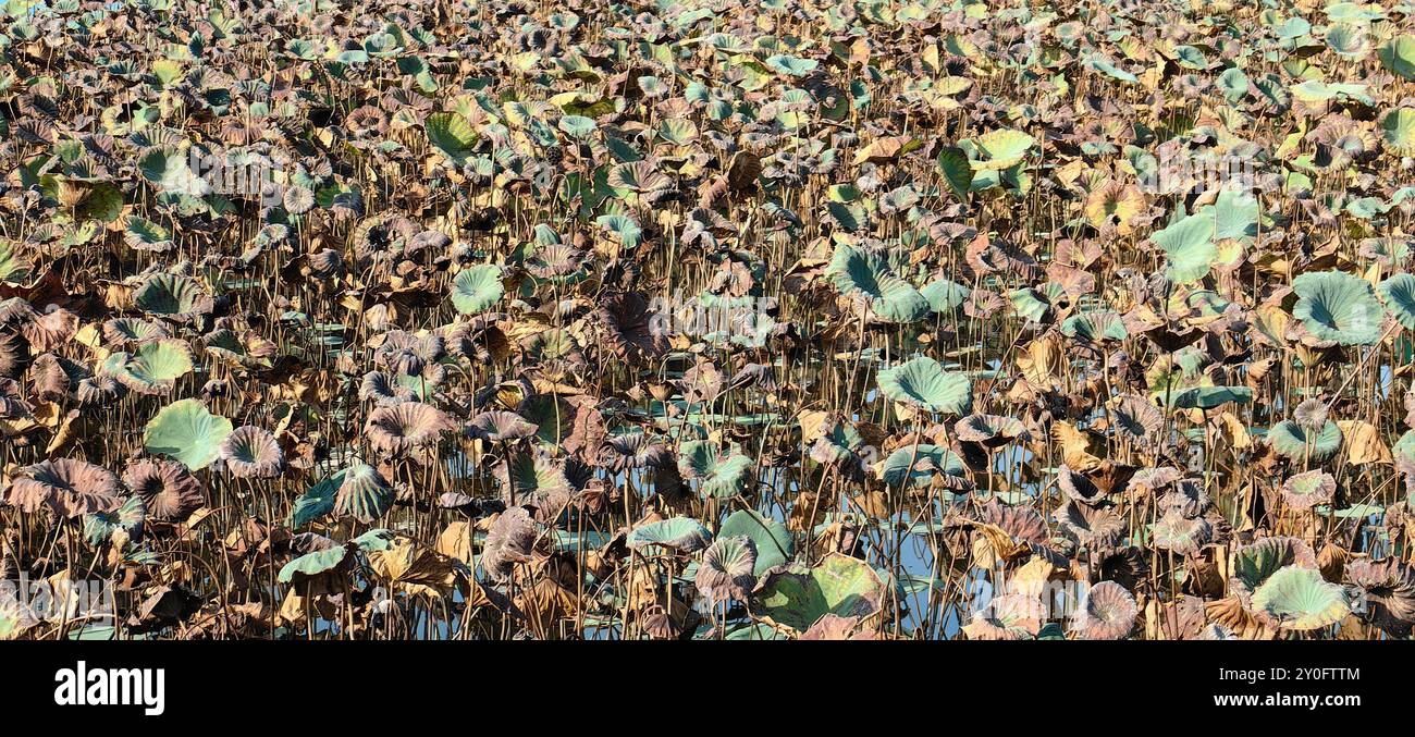 Withered lotus field bathed in autumn sunlight, showcasing nature's ...