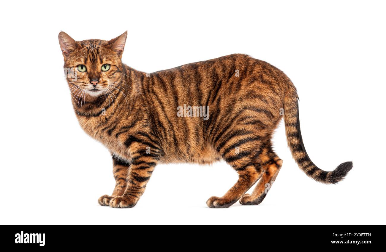 Cat full body hi-res stock photography and images - Alamy
