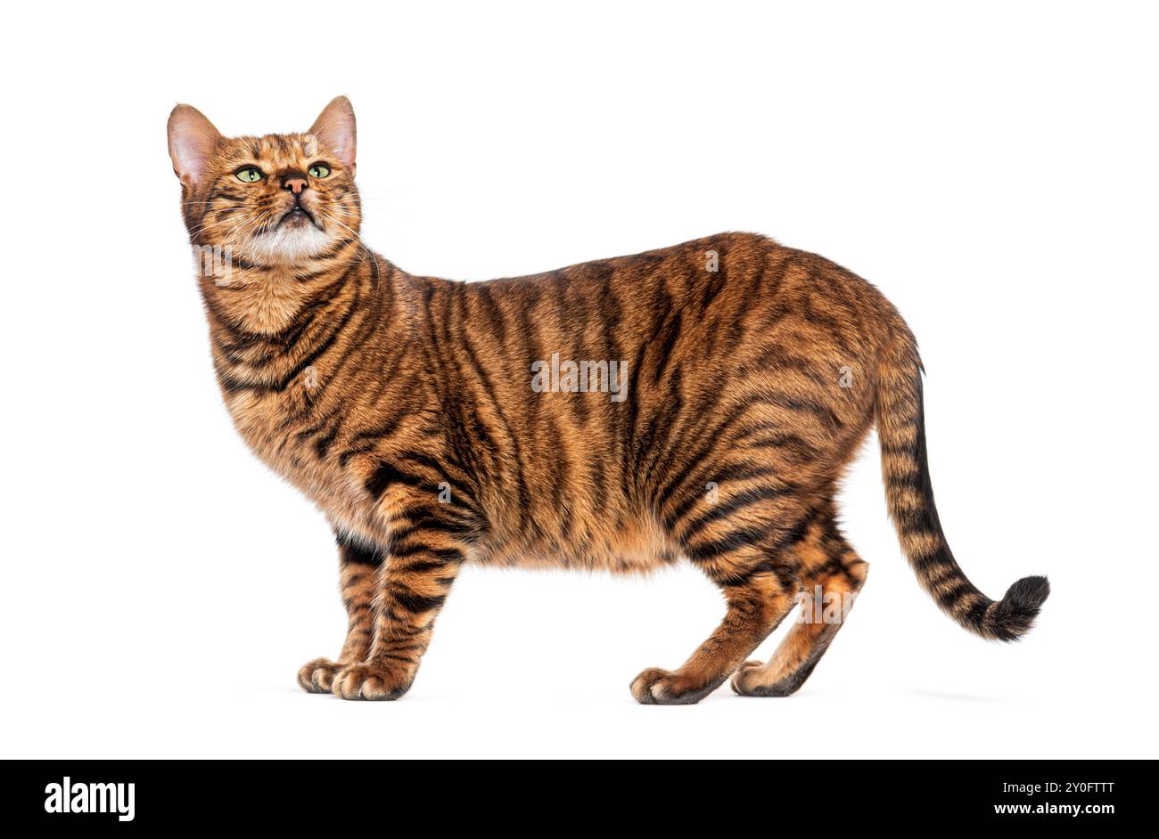 Toyger cat standing and looking up curiously, isolated on white ...