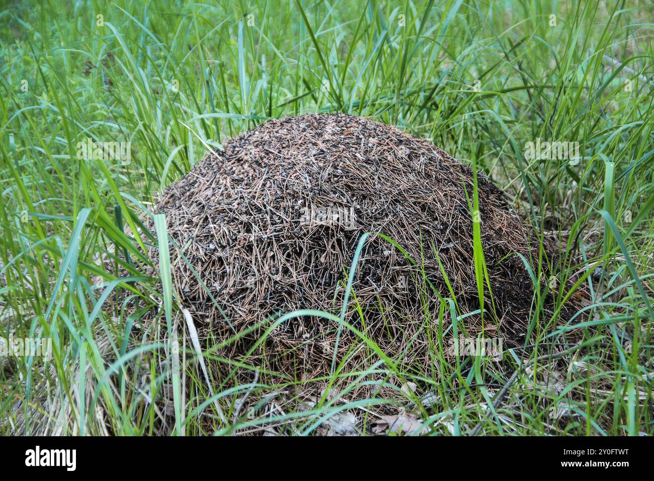 Big anthill in the reen grass Stock Photo - Alamy