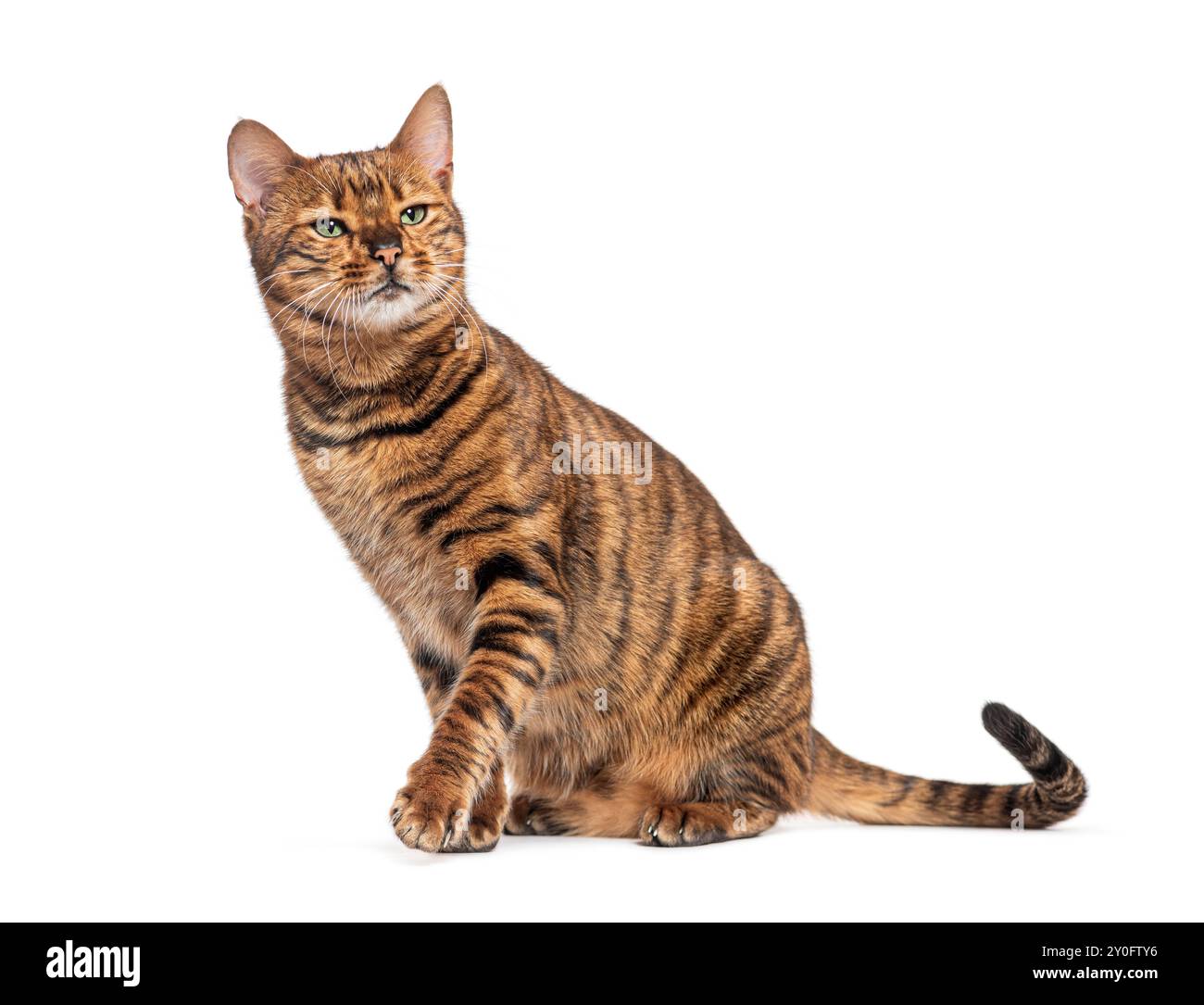 Toyger cat with beautiful markings sitting and looking up with interest ...