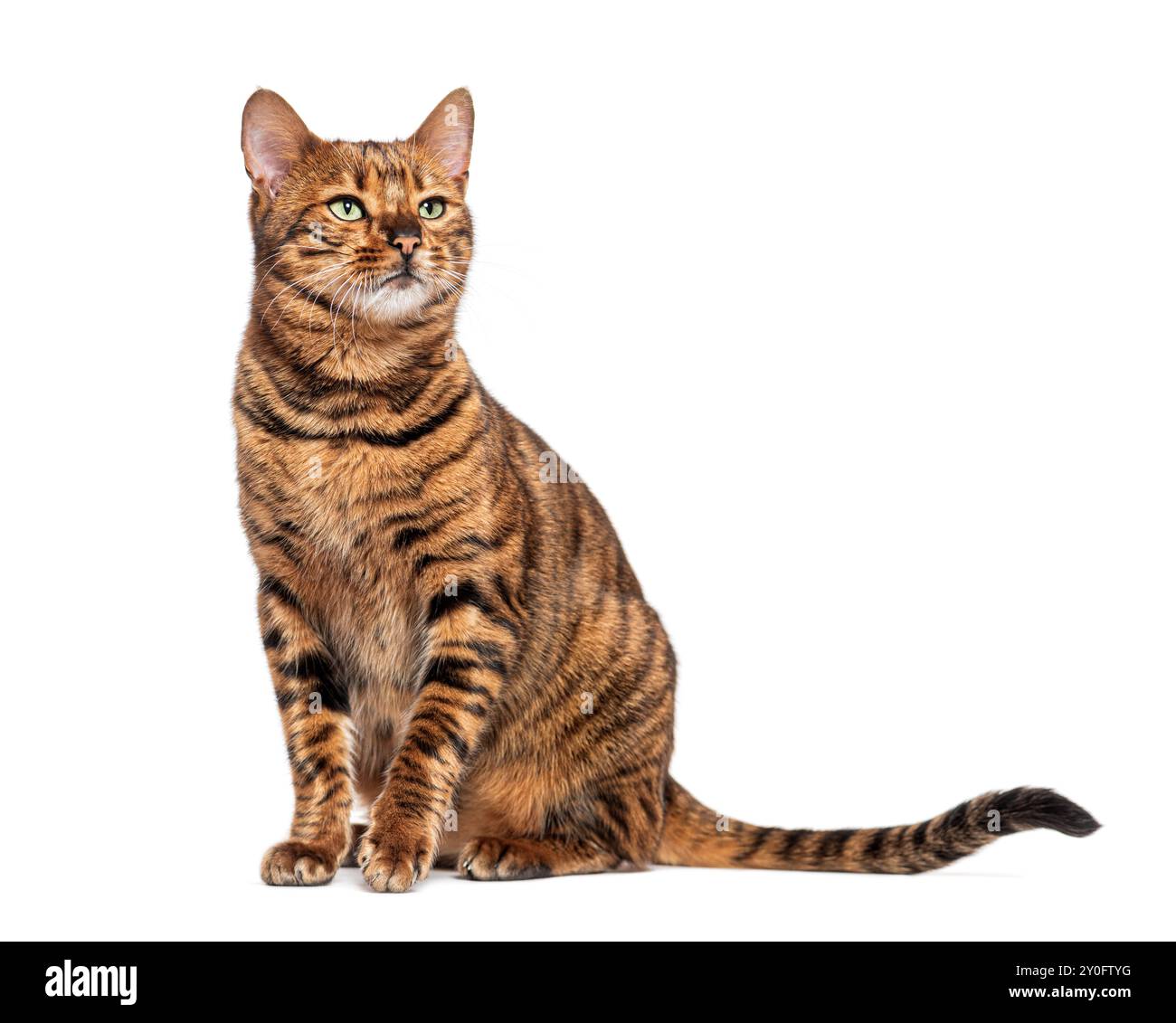Toyger cat sitting and looking up isolated on white background Stock ...