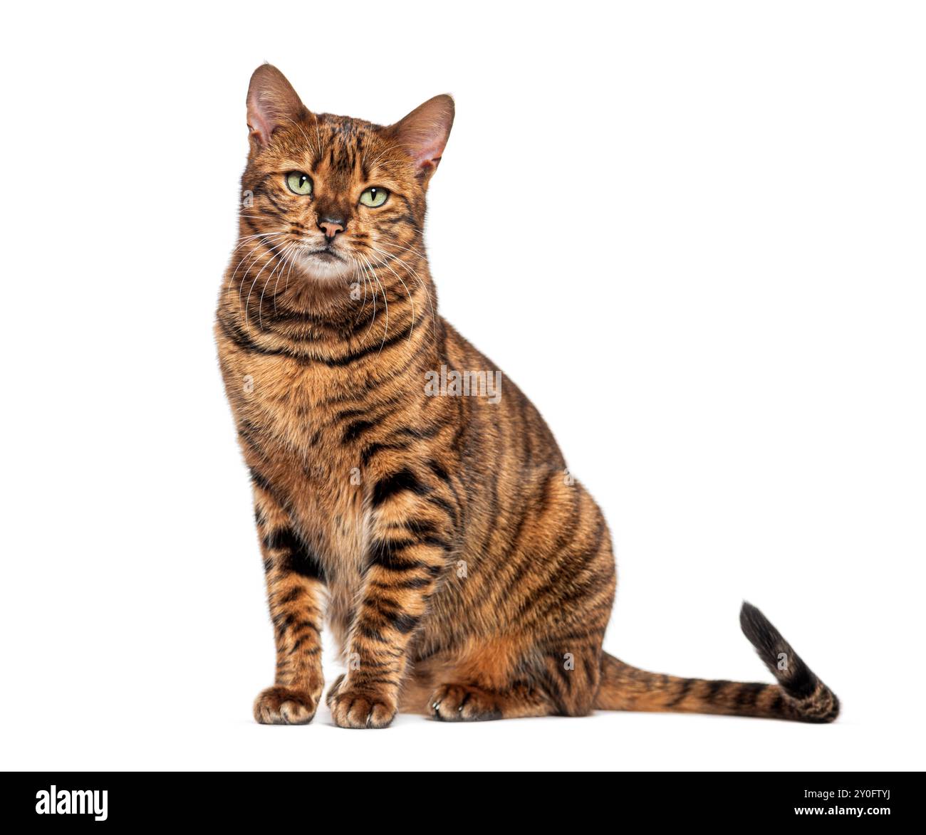 Toyger cat sitting and looking forward on a white background Stock ...